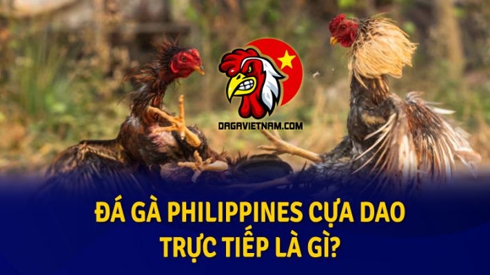 Đá gà Philippines cựa dao trực tiếp hôm nay - ĐÁ GÀ VIỆT NAM