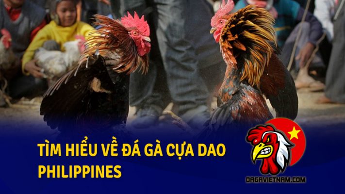 Đá gà Philippines cựa dao trực tiếp hôm nay - ĐÁ GÀ VIỆT NAM