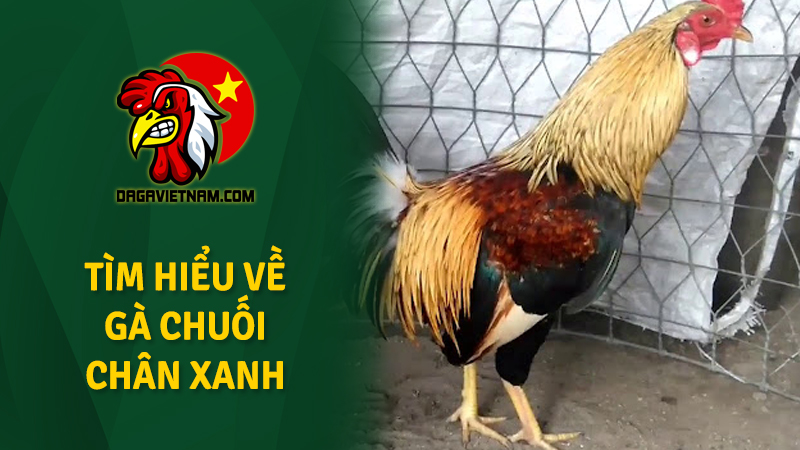 Gà chuối chân xanh mạng gì? Xem mệnh gà chuối chân xanh