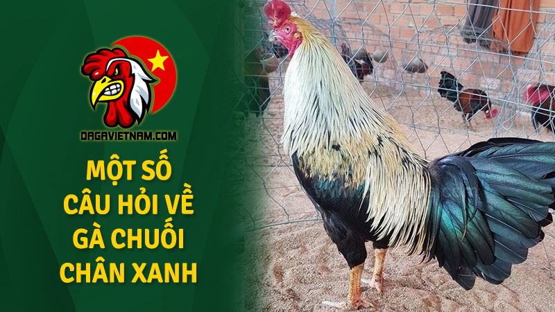 Gà chuối chân xanh mạng gì? Xem mệnh gà chuối chân xanh