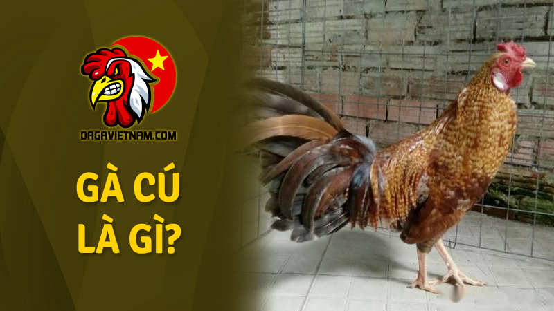 Gà cú mạng gì? Hướng dẫn xem mệnh gà cú chuẩn nhất