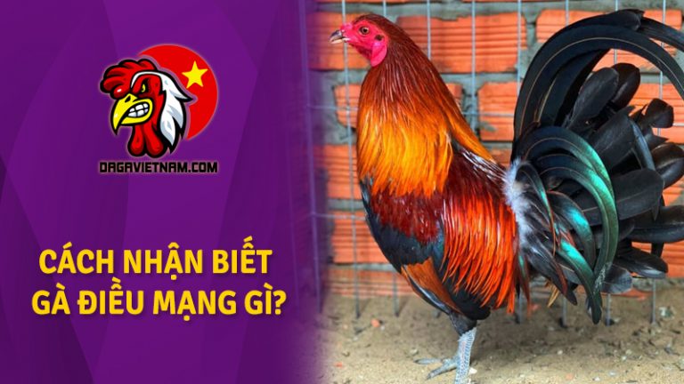 Gà Điều mạng gì? Hướng dẫn xem mệnh gà Điều