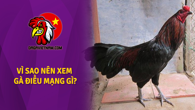 Gà Điều mạng gì? Hướng dẫn xem mệnh gà Điều