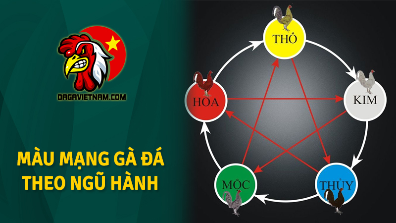 Màu mạng gà đá hôm nay & ngày mai, xem màu mạng gà đá theo ngày