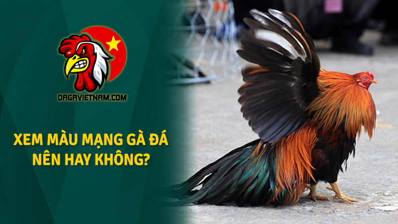 Màu mạng gà đá hôm nay & ngày mai, xem màu mạng gà đá theo ngày