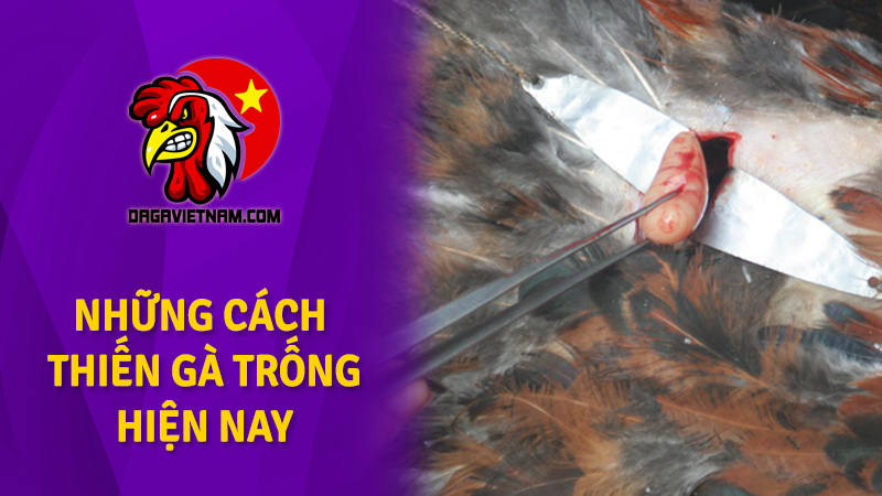 Tại sao gà trống con sau khi cắt bỏ tinh hoàn thì phát triển không bình ...