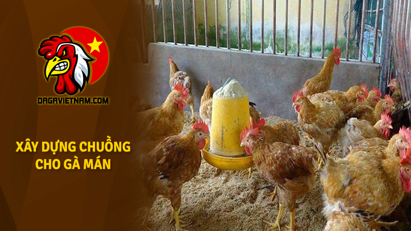 Gà Mán là gì? Ở đâu? Hình ảnh về gà Mán - ĐÁ GÀ VIỆT NAM
