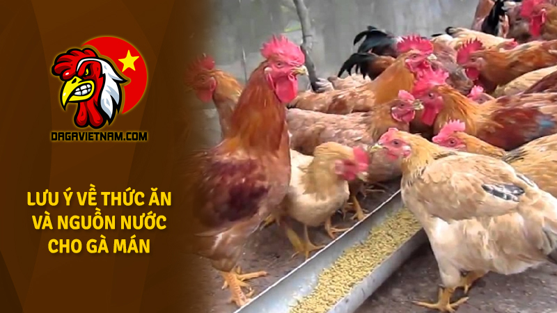 Gà Mán là gì? Ở đâu? Hình ảnh về gà Mán - ĐÁ GÀ VIỆT NAM