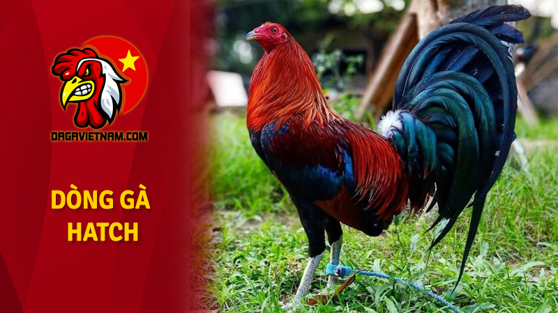 Dòng gà Hatch là gà gì? Đặc điểm của gà Hatch