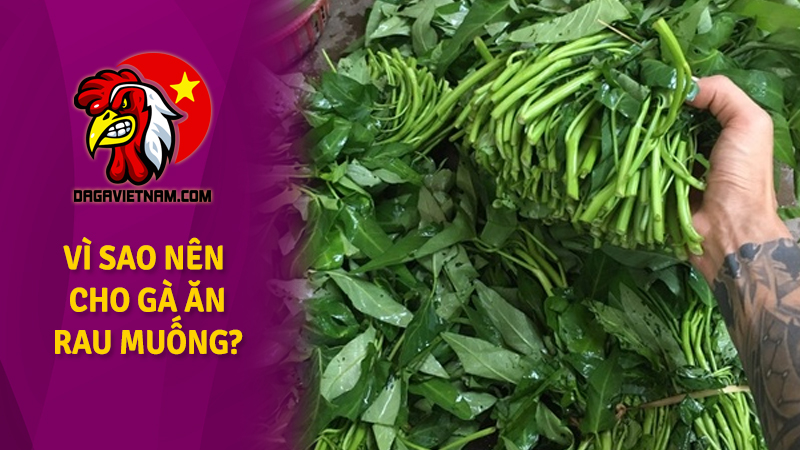 Gà ăn rau muống nhiều có tốt không? Xem ngay!