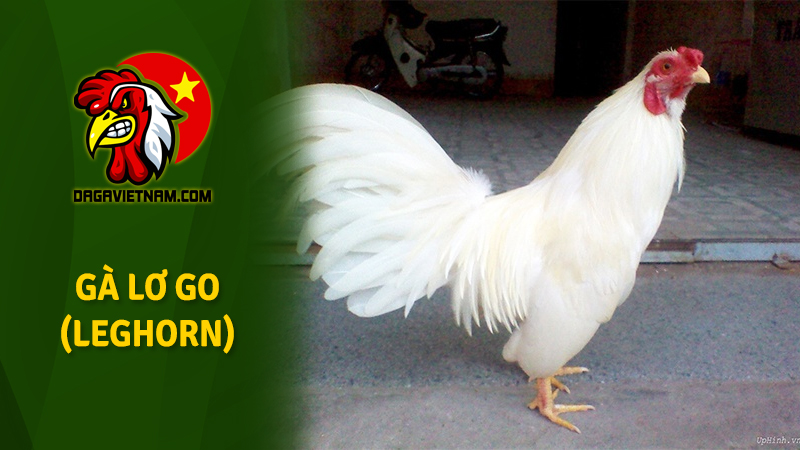 Gà Lơ Go có ngoại hình như nào? Ưu nhược điểm ra sao?