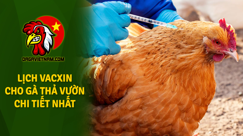 Lịch vacxin cho gà thả vườn, áp dụng cho gà thịt