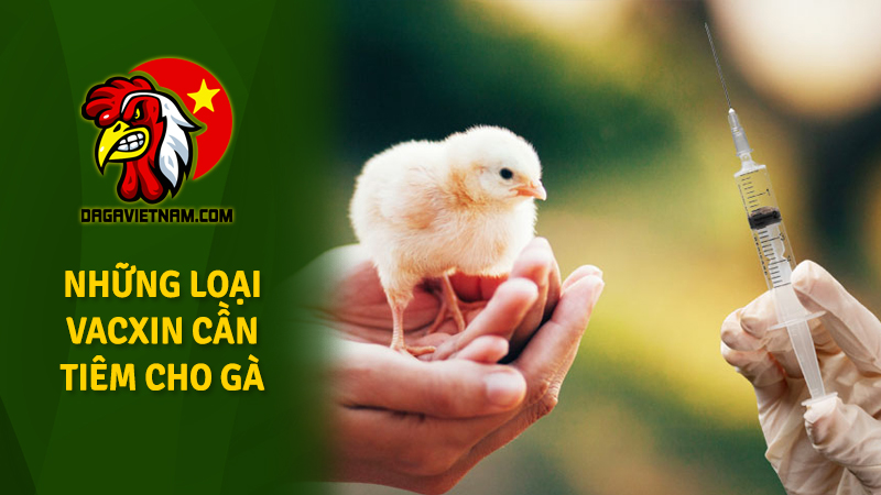 Lịch vacxin cho gà thả vườn, áp dụng cho gà thịt