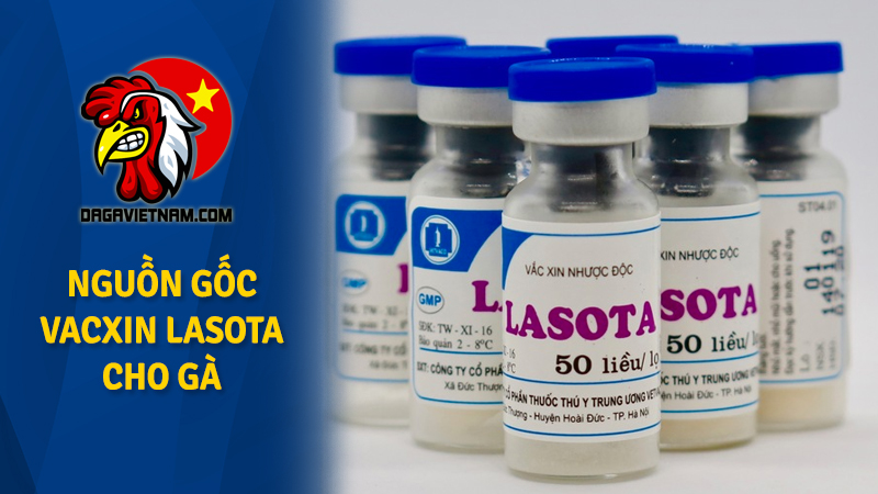 Vacxin lasota phòng bệnh gì cho gà? Hướng dẫn tiêm Vacxin lasota cho gà