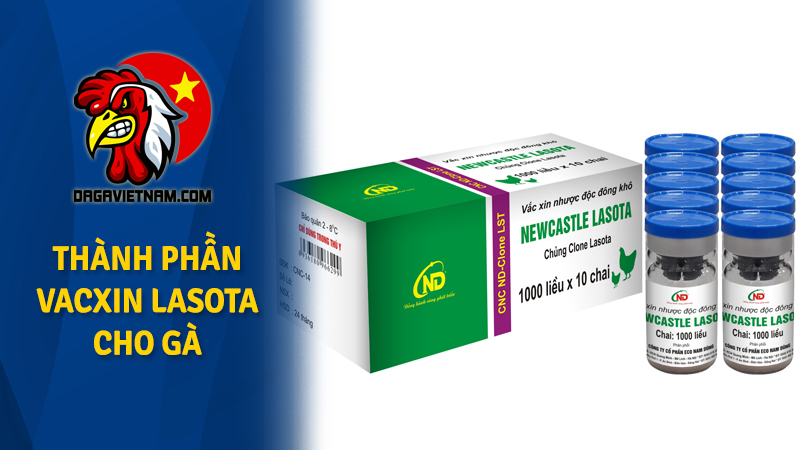 Vacxin lasota phòng bệnh gì cho gà? Hướng dẫn tiêm Vacxin lasota cho gà