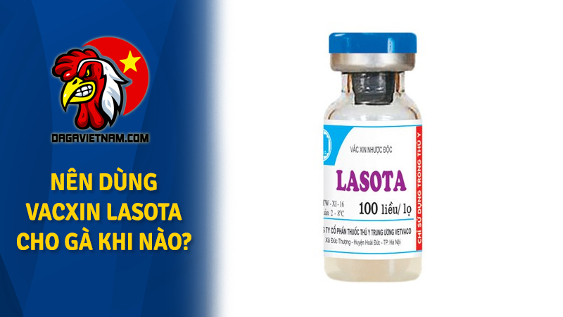 Vacxin lasota phòng bệnh gì cho gà? Hướng dẫn tiêm Vacxin lasota cho gà