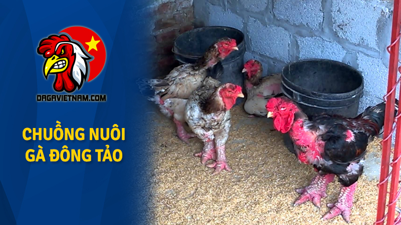 Gà Đông Tảo xuất xứ từ đâu? Đôi nét về gà Đông Tảo lai