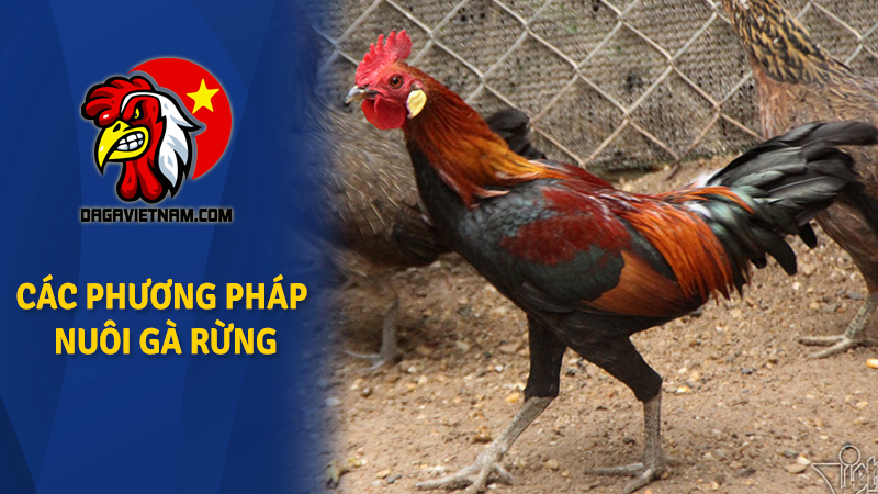 Mô hình nuôi gà rừng đạt hiệu quả kinh tế cao