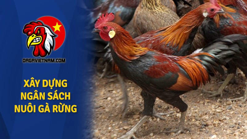 Mô hình nuôi gà rừng đạt hiệu quả kinh tế cao