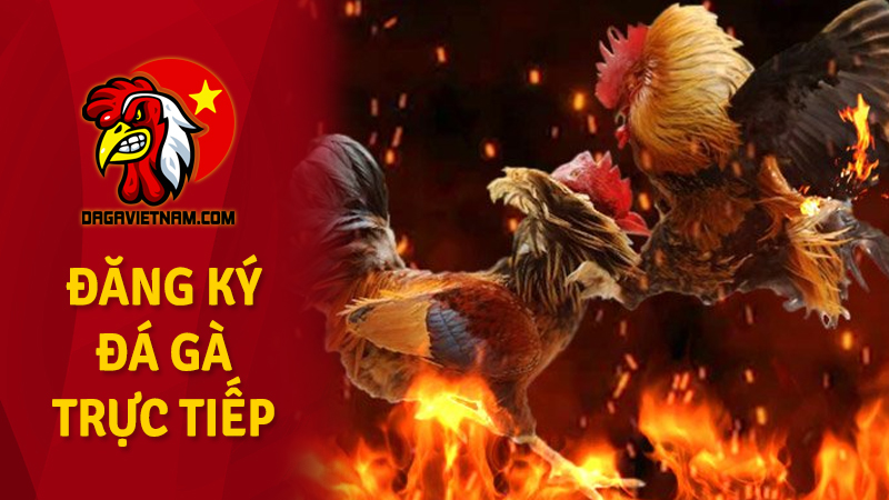 Đăng ký đá gà trực tiếp - Mở tài khoản đá gà Thomo 2025
